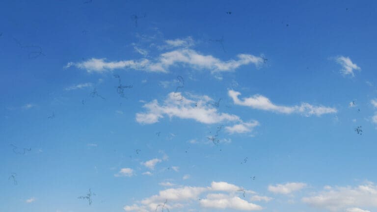 Eye Floaters: What Are They, Causes, and Treatment | MyVision.org