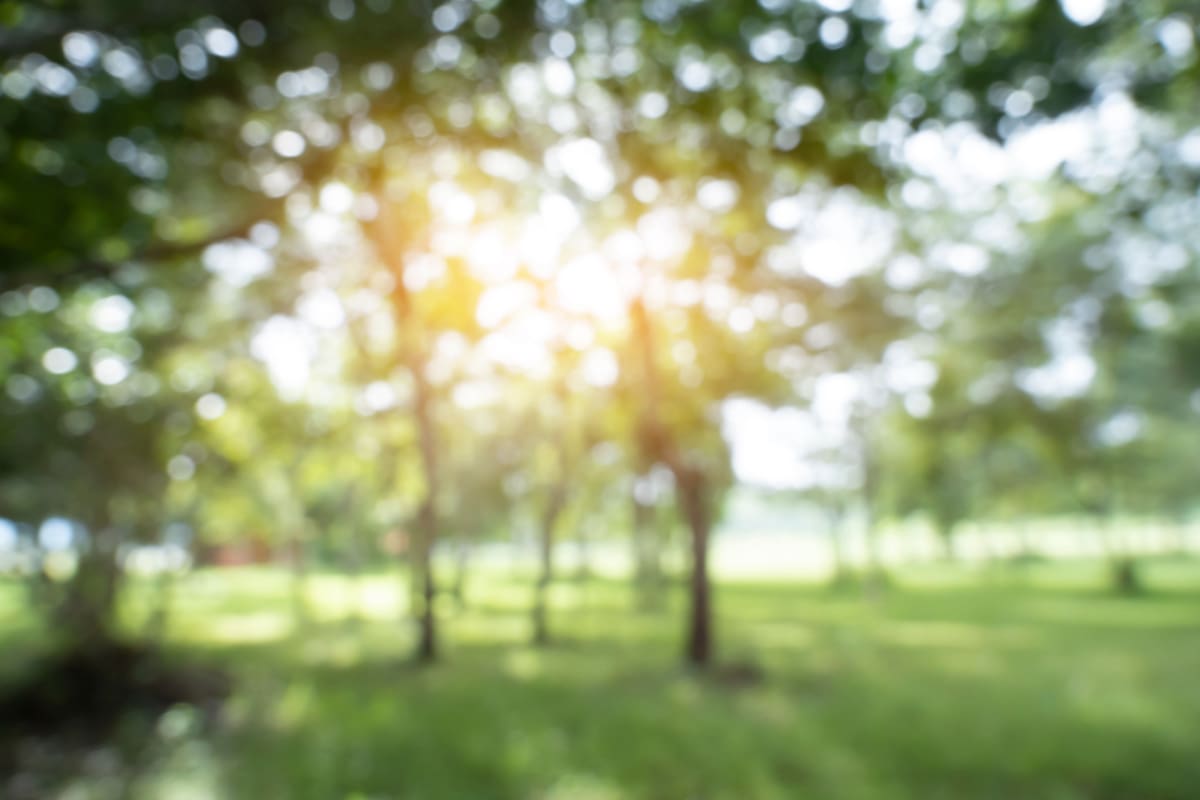 What Does Vision Look Like With Cataracts MyVision